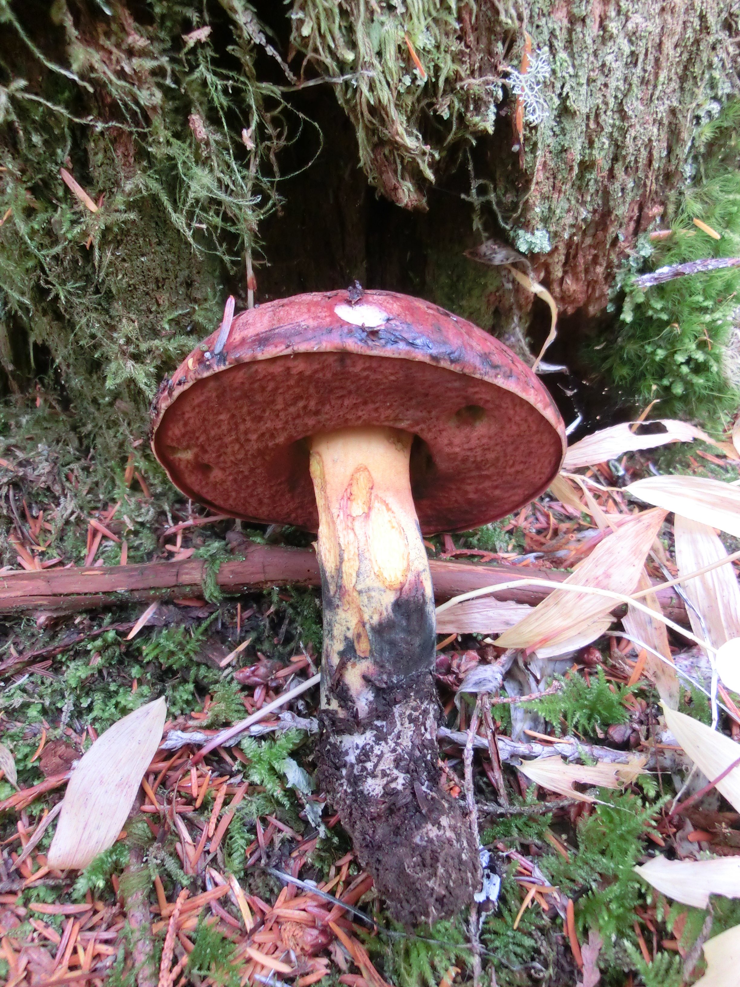Sutorius luridiformis (“Slender Red-Pored Bolete”) | The Bolete Filter