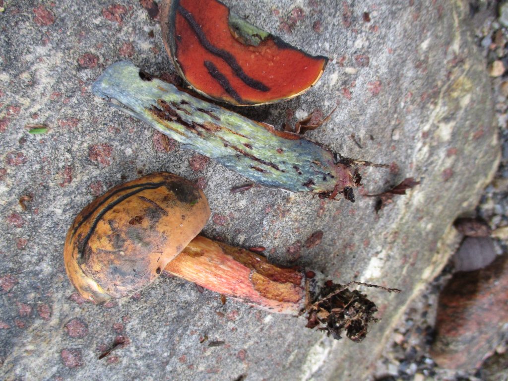 Neoboletus subvelutipes (“Red Mouth Bolete”) | The Bolete Filter