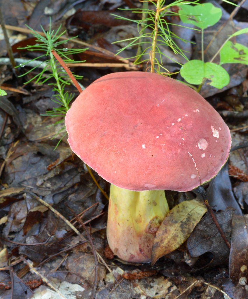 Boletus roodyi (“Roody’s Bolete”) | The Bolete Filter