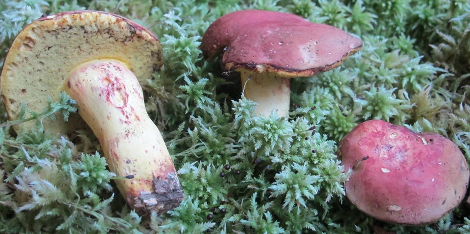 Boletus roodyi (“Roody’s Bolete”) | The Bolete Filter