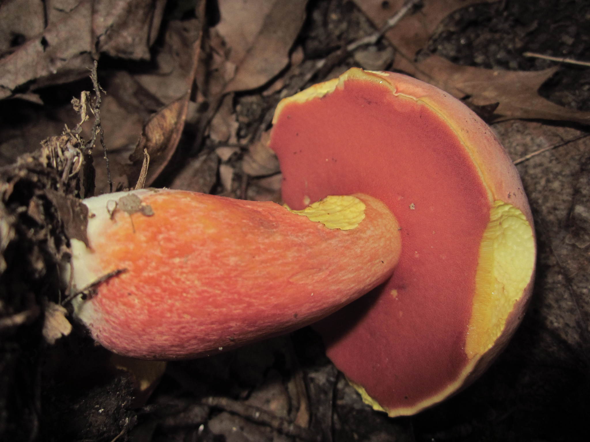 Lanmaoa borealis | The Bolete Filter