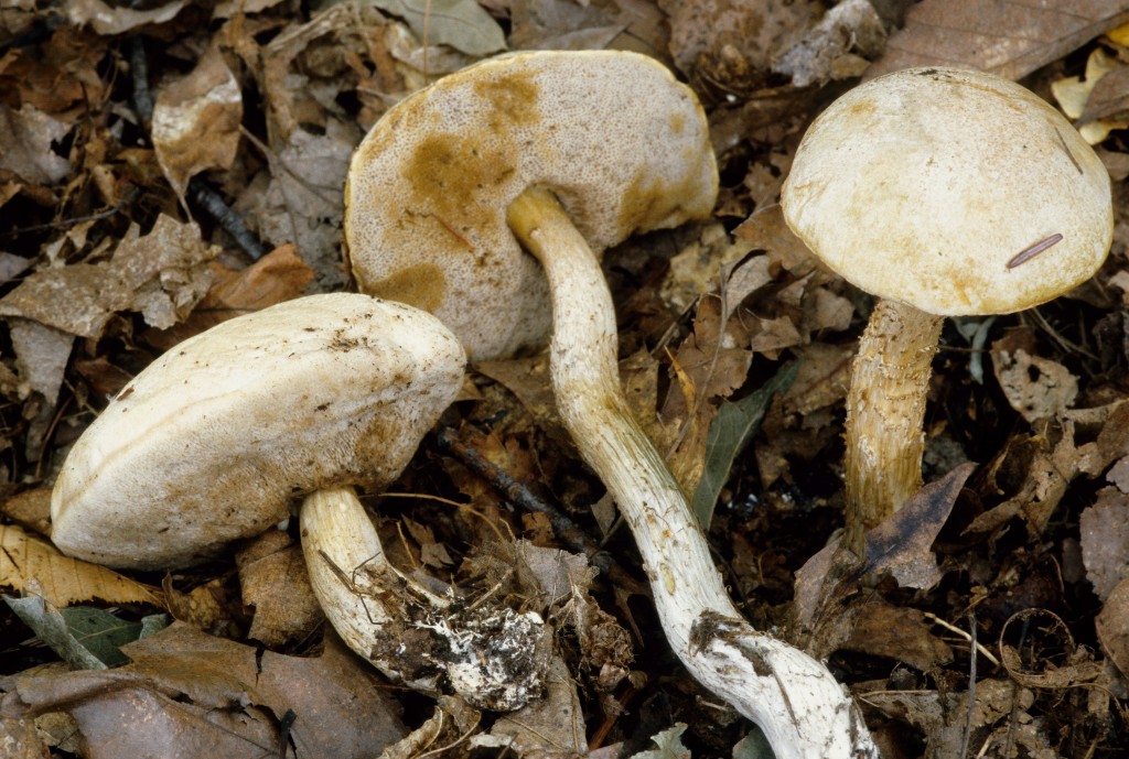 Leccinum holopus (“Ghost Bolete”) | The Bolete Filter