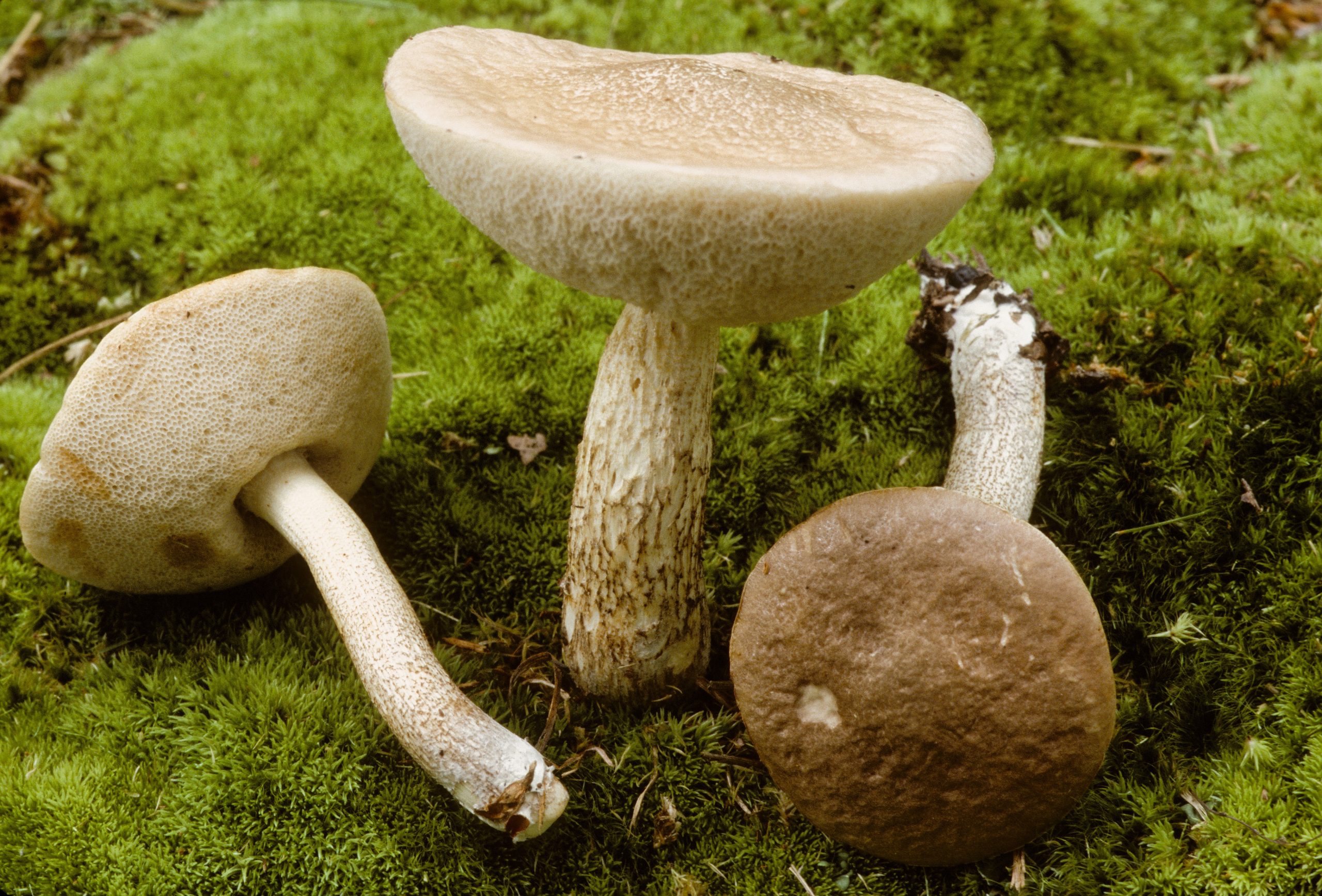 Leccinum holopus (“Ghost Bolete”) | The Bolete Filter