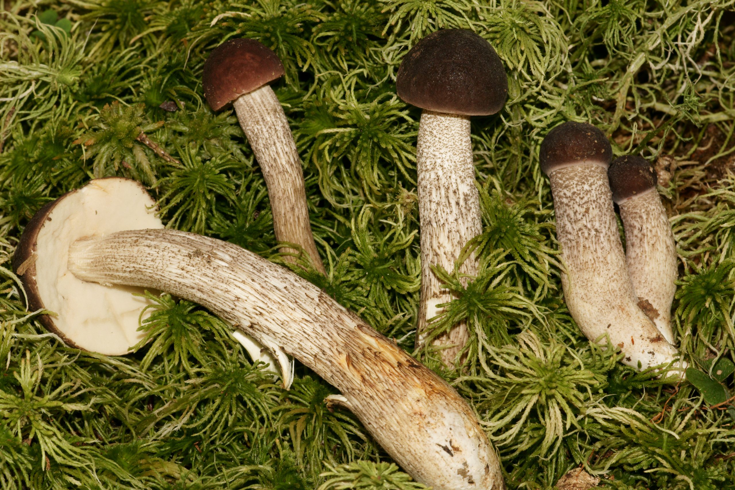 Leccinum subgranulosum | The Bolete Filter