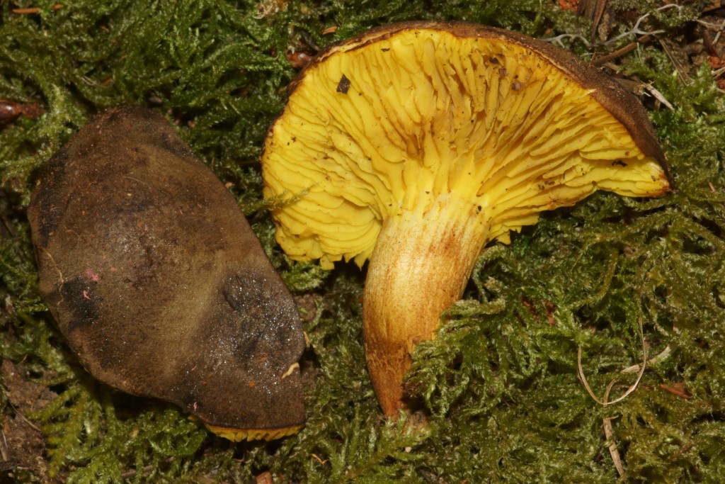 Phylloporus arenicola | The Bolete Filter