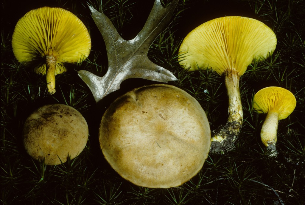 Phylloporus rhodoxanthus (“Gilled Bolete”) | The Bolete Filter