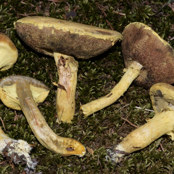 Pulveroboletus ravenelii (“Ravenel’s Bolete”) | The Bolete Filter