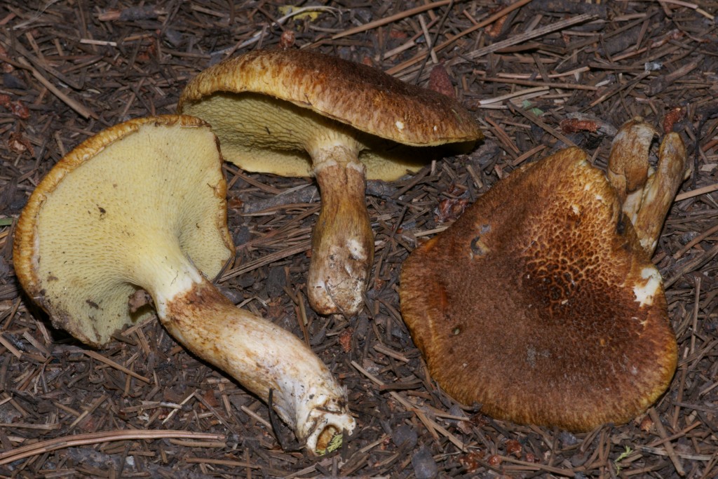 Suillus ampliporus (“Hollow Stalked Larch Bolete”) | The Bolete Filter