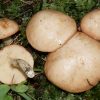 Suillus weaverae f/k/a granulatus (“Butterball”) | The Bolete Filter