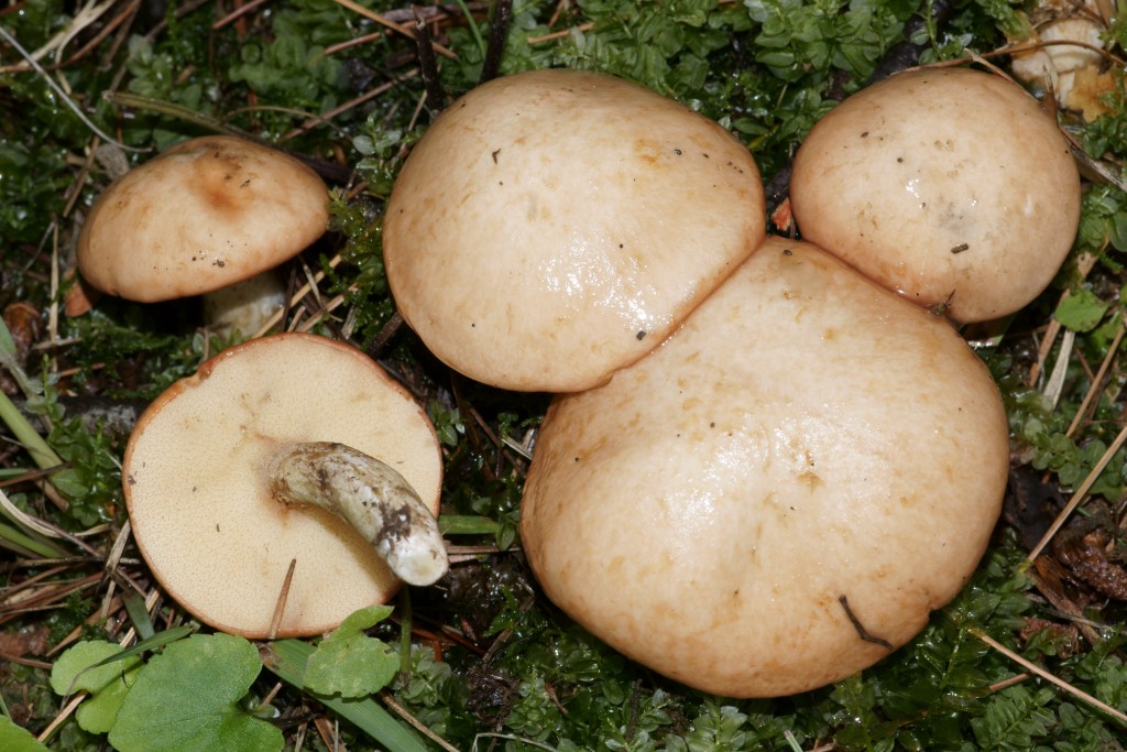 Suillus weaverae f/k/a granulatus (“Butterball”) | The Bolete Filter
