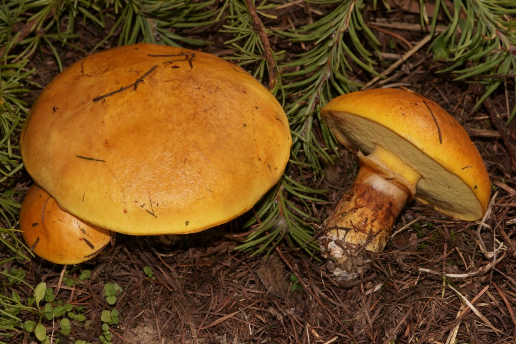 Suillus clintonianus (“Larch Suillus”) | The Bolete Filter