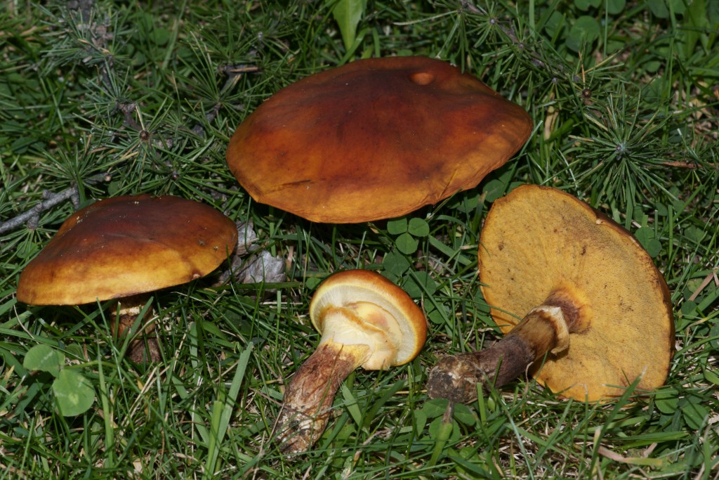 Suillus clintonianus (“Larch Suillus”) | The Bolete Filter