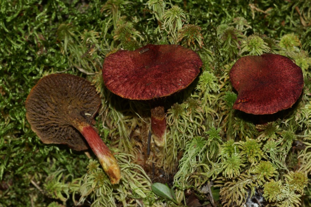 Suillus paluster (“Red Bog Bolete”) | The Bolete Filter