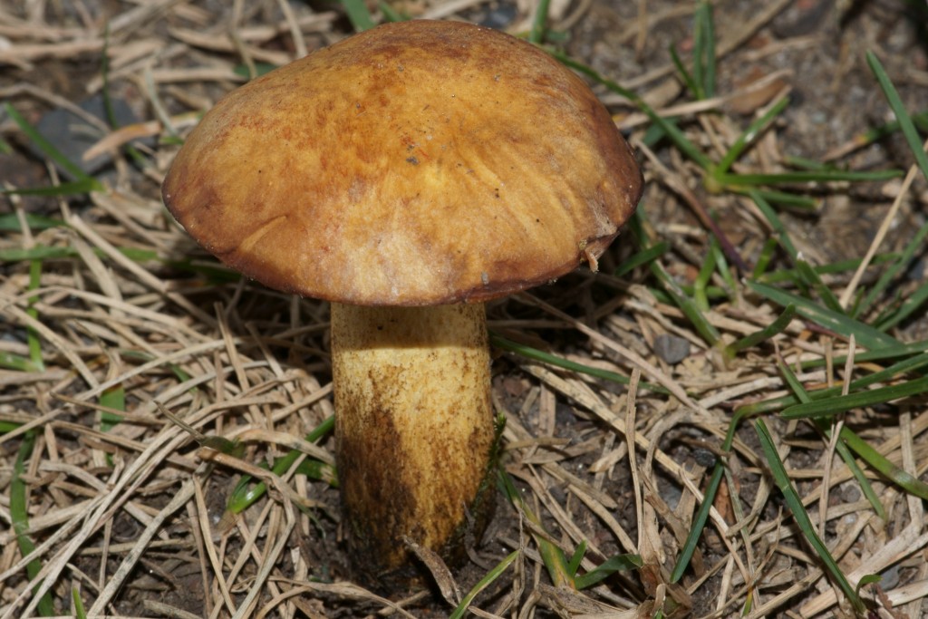 Suillus subaureus | The Bolete Filter