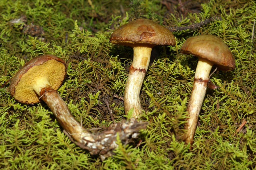 Suillus subolivaceus | The Bolete Filter