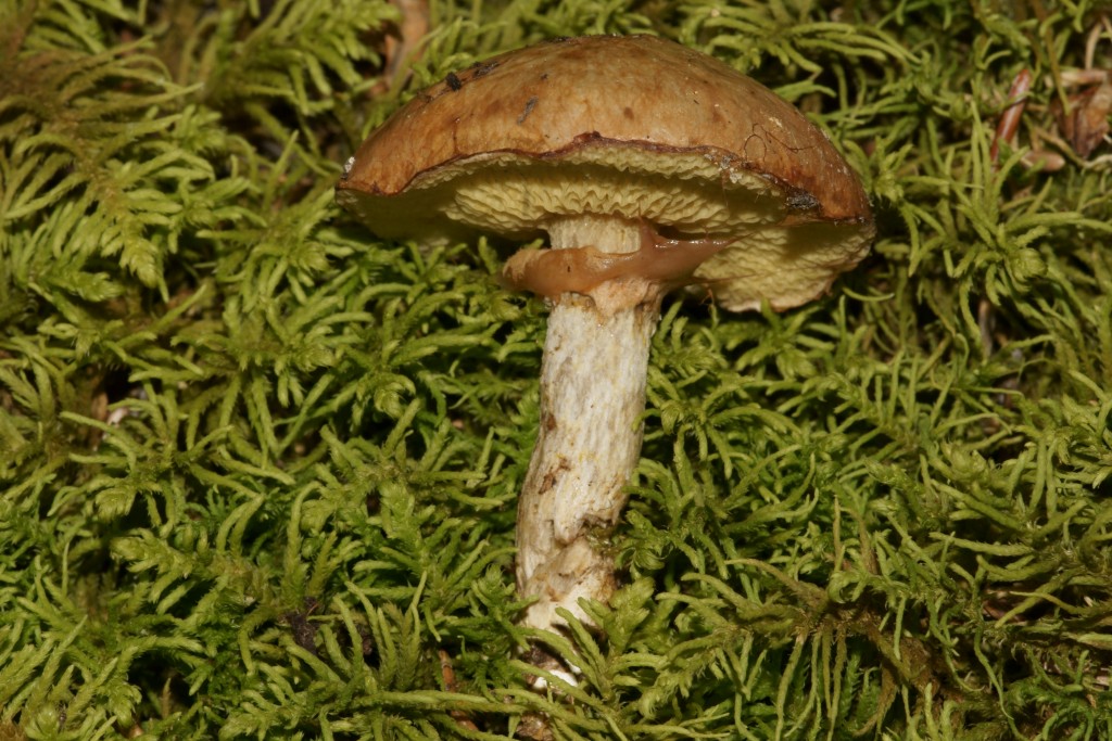 Suillus flavidus (“Slim Jack”) | The Bolete Filter