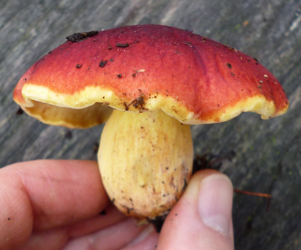 Boletus purpureorubellus | The Bolete Filter