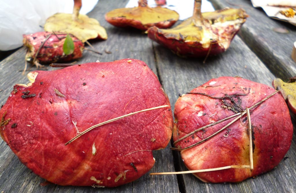 Boletus purpureorubellus | The Bolete Filter