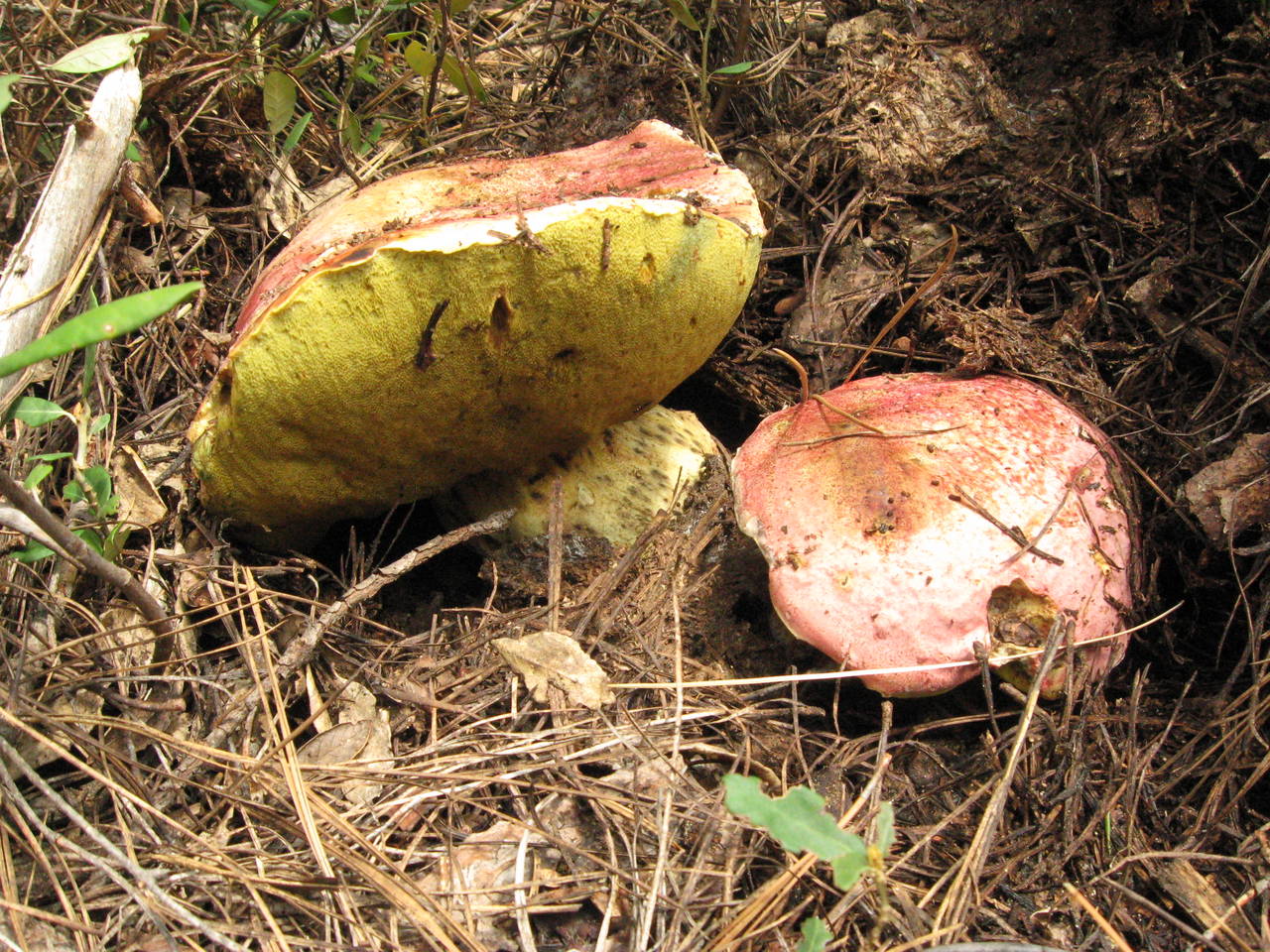 Butyriboletus primiregius (“Red-Capped Butter Bolete”) | The Bolete Filter