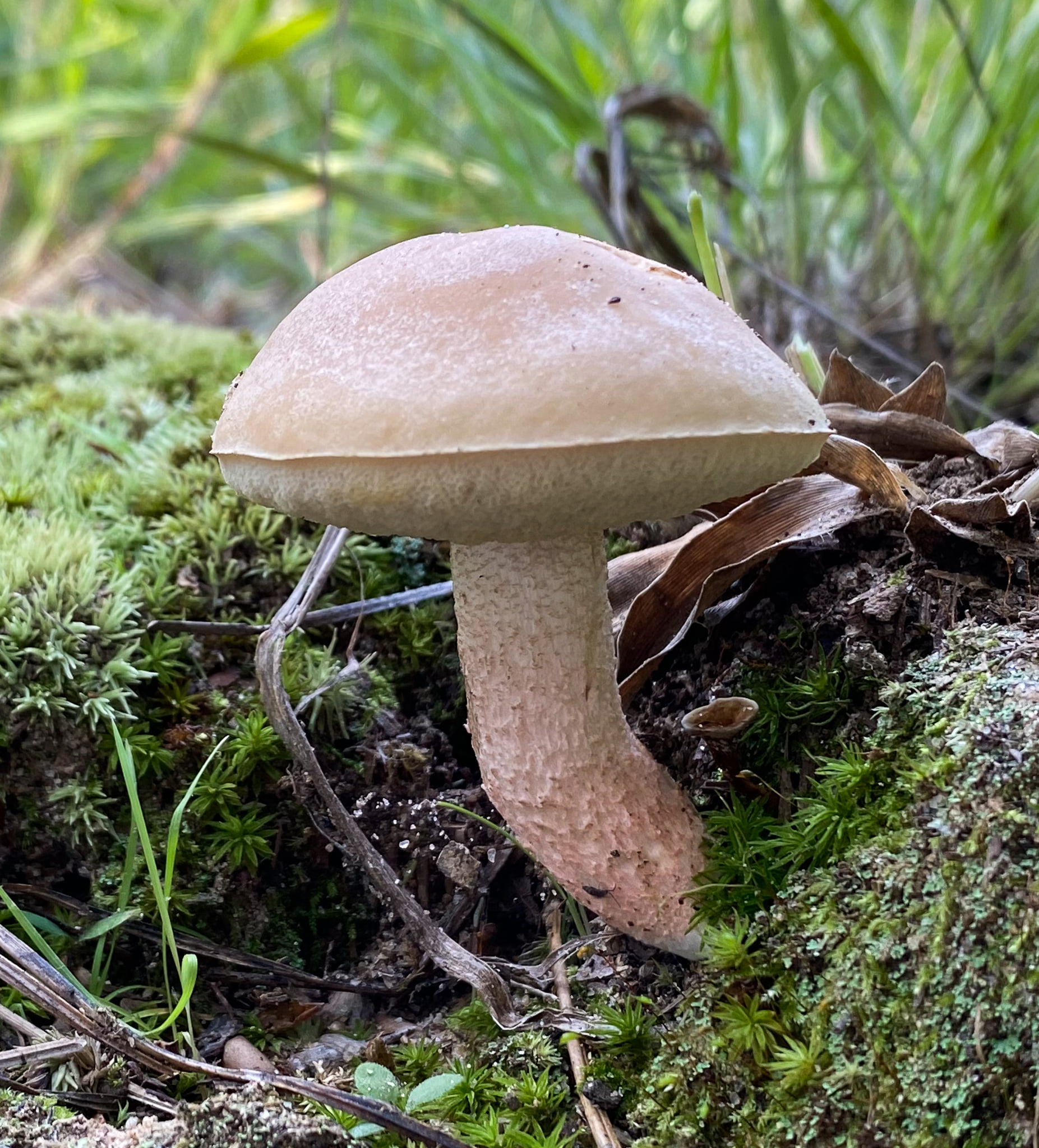 Leccinum roseoscabrum | The Bolete Filter