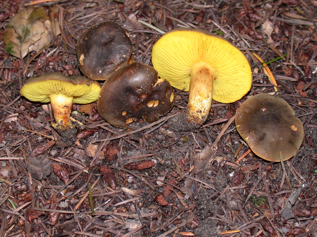 Phylloporus arenicola | The Bolete Filter
