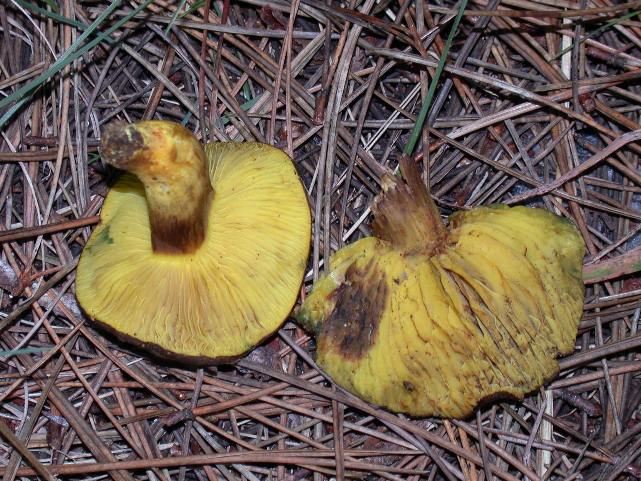 Phylloporus arenicola | The Bolete Filter