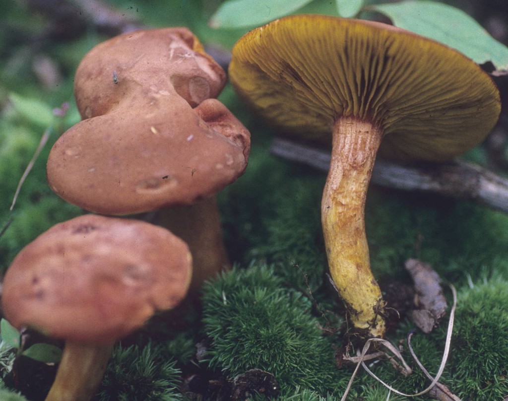 Phylloporus rhodoxanthus (“Gilled Bolete”) | The Bolete Filter