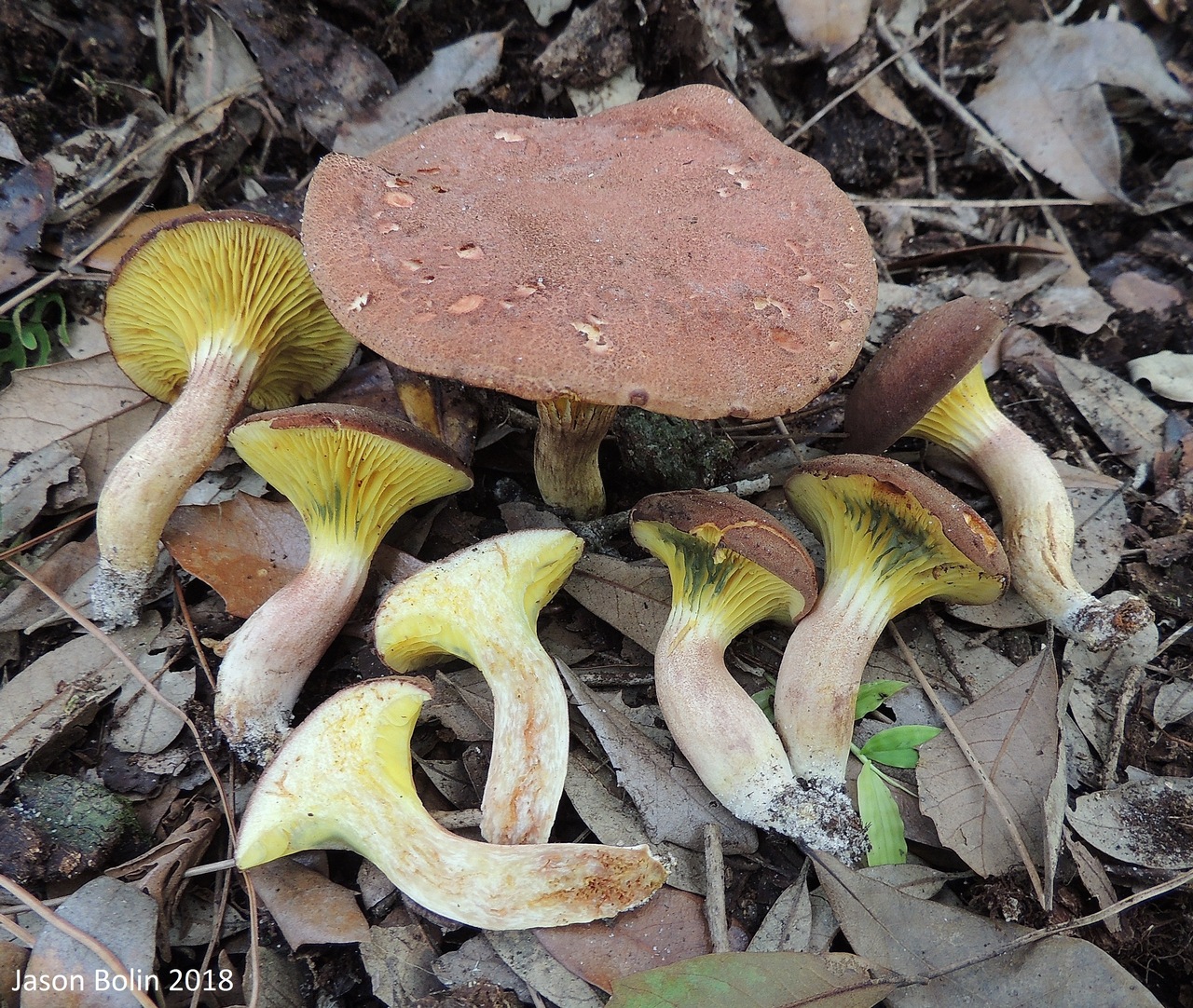 Phylloporus foliiporus (“Bluing Gilled Bolete”) | The Bolete Filter