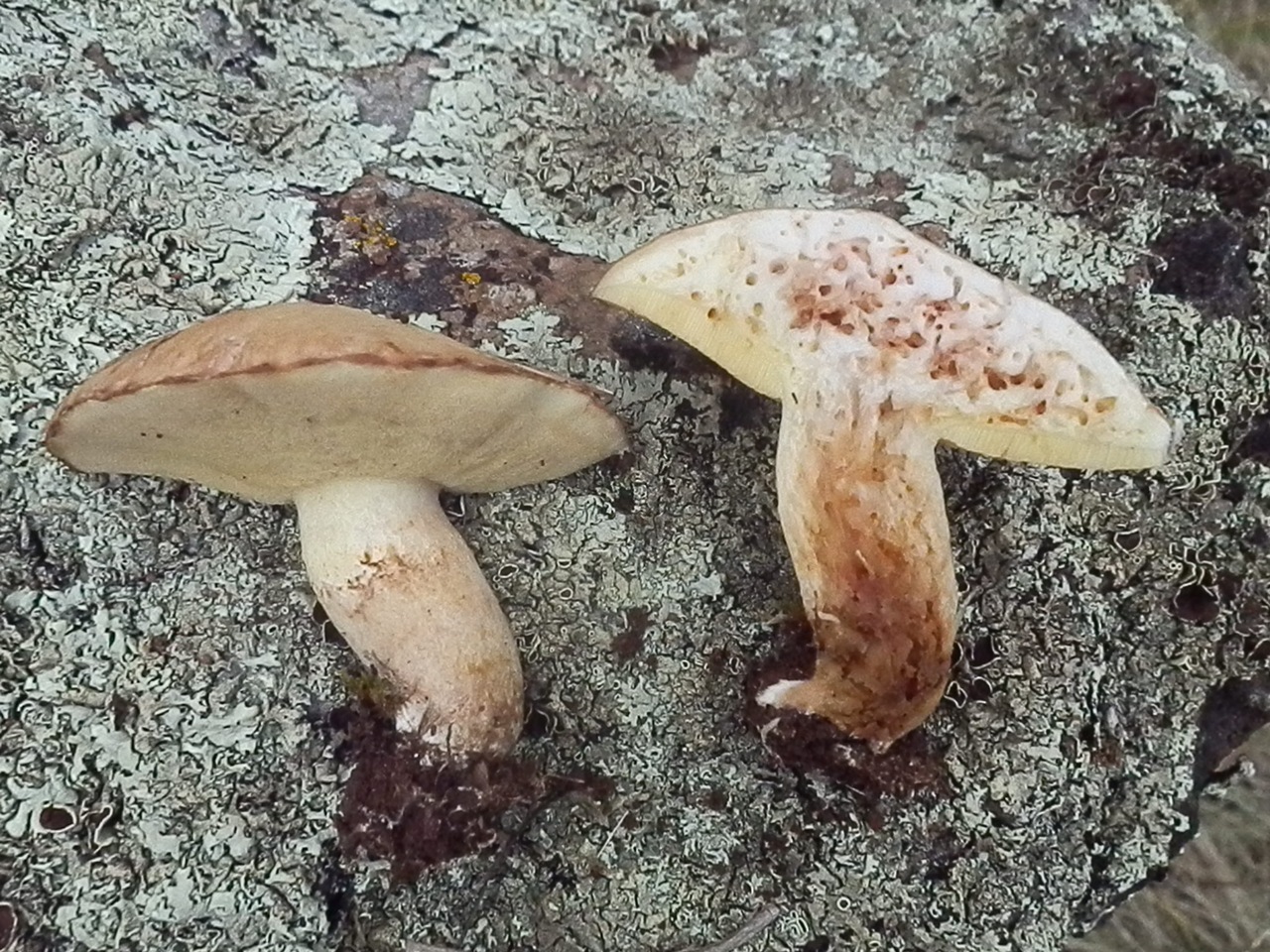 Suillus occidentalis | The Bolete Filter