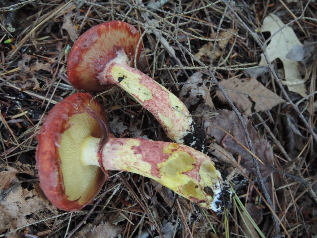 Suillus spectabilis | The Bolete Filter
