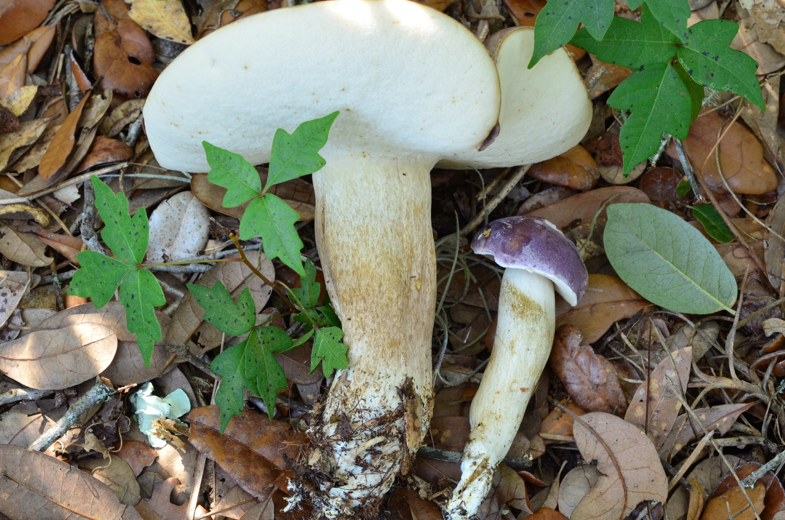 Tylopilus williamsii | The Bolete Filter
