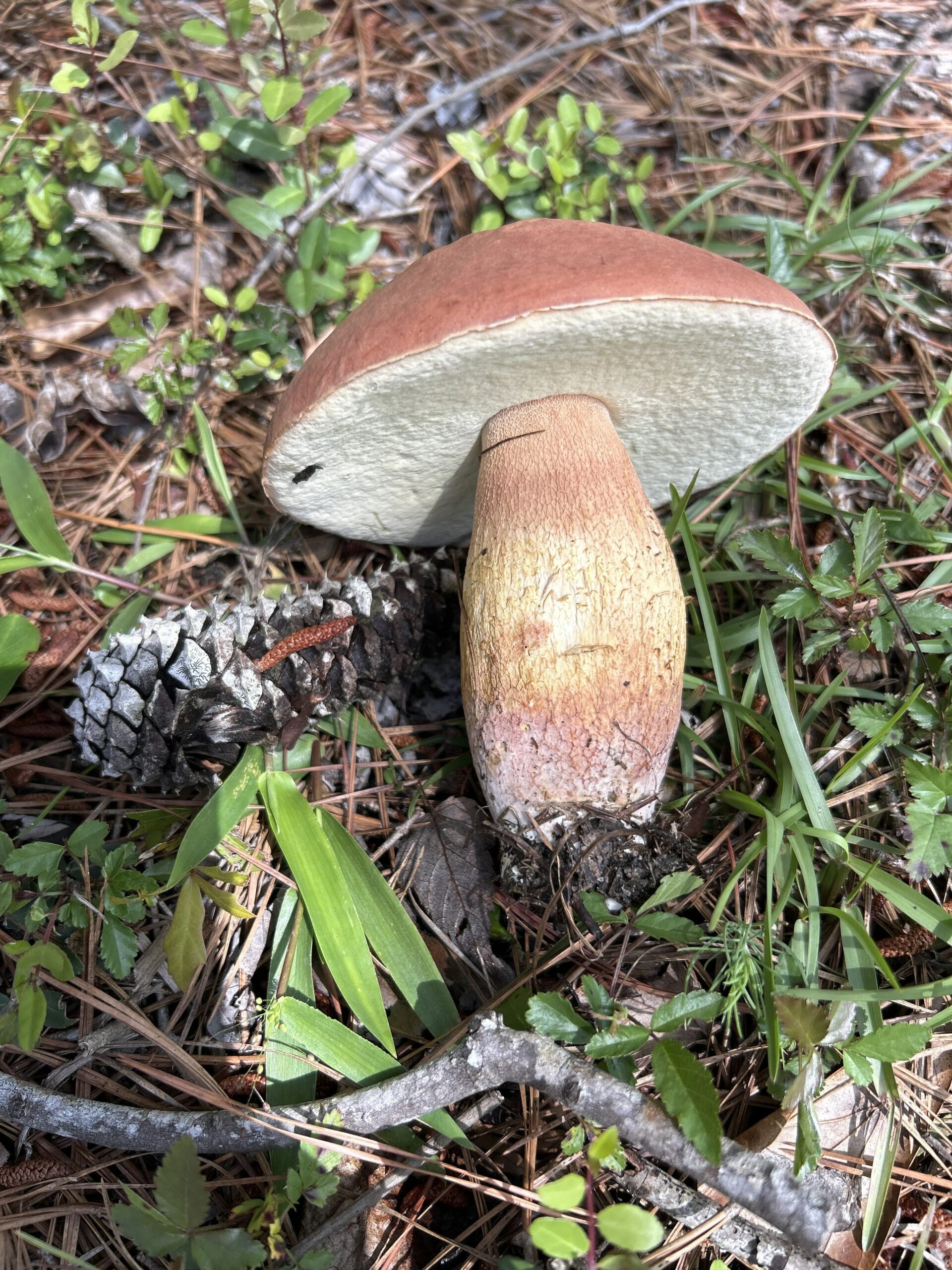 Boletus pseudopinophilus | The Bolete Filter