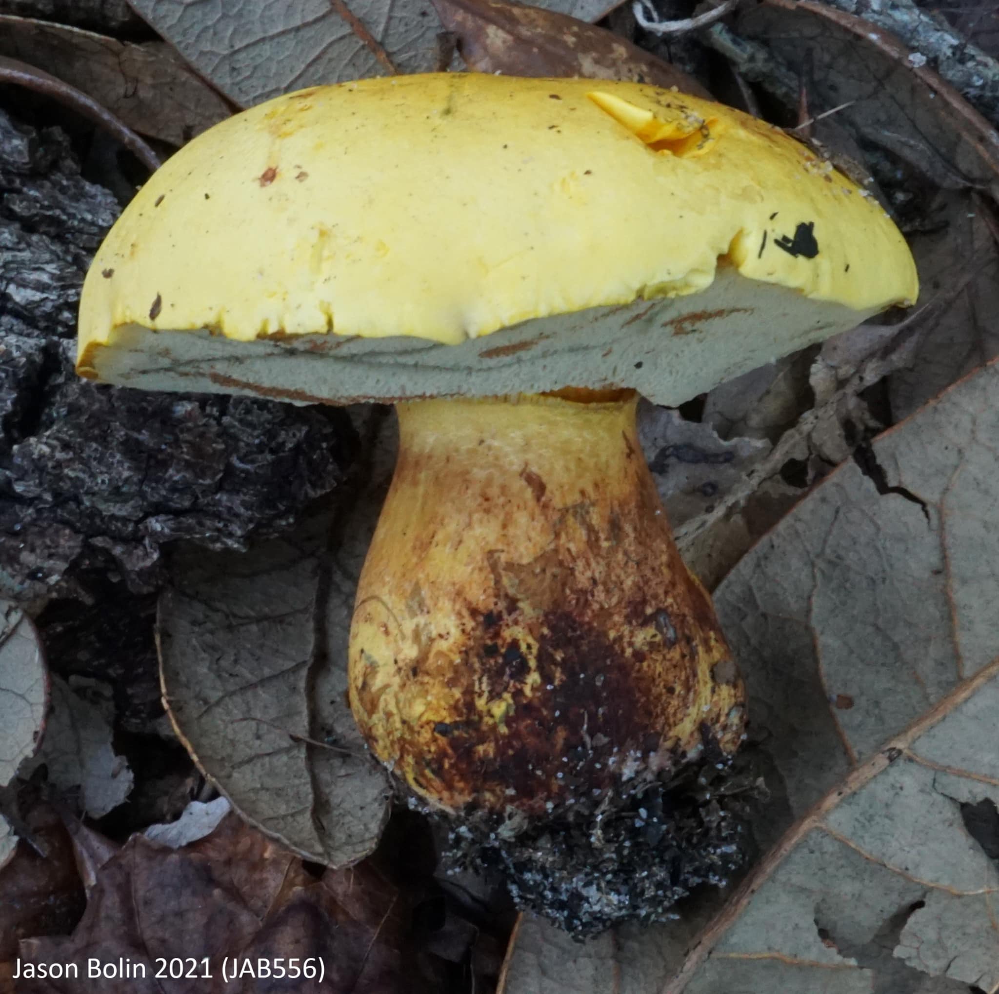 Lanmaoa roseocrispans | The Bolete Filter