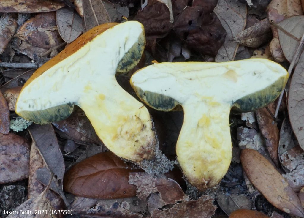 Lanmaoa roseocrispans | The Bolete Filter