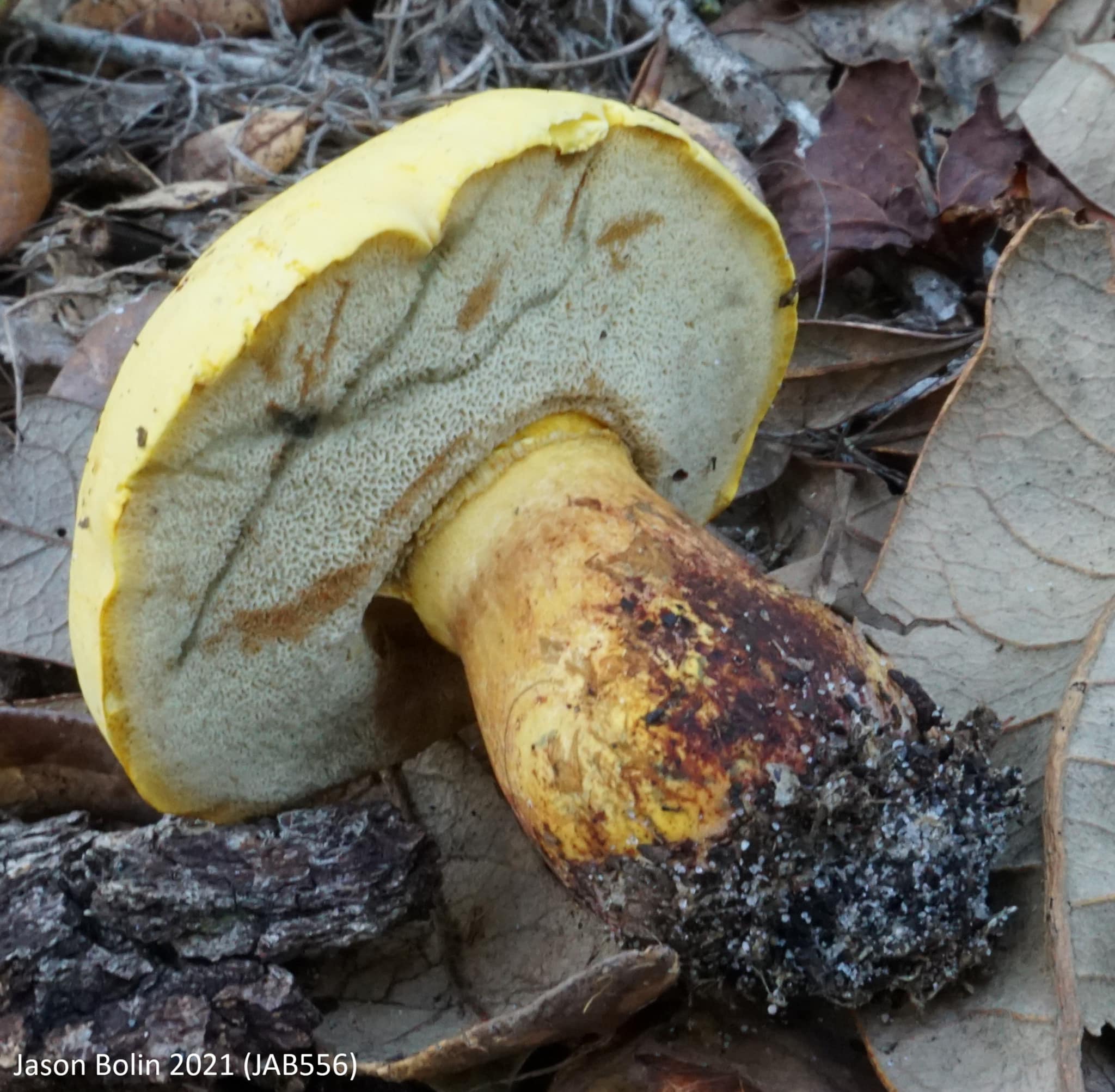 Lanmaoa roseocrispans | The Bolete Filter