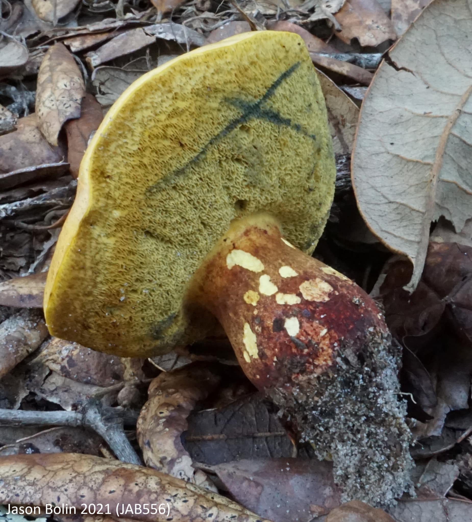 Lanmaoa roseocrispans | The Bolete Filter