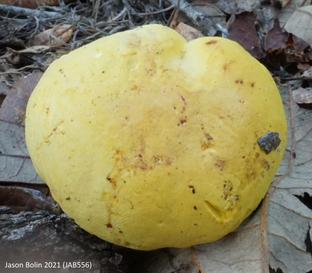 Lanmaoa roseocrispans | The Bolete Filter