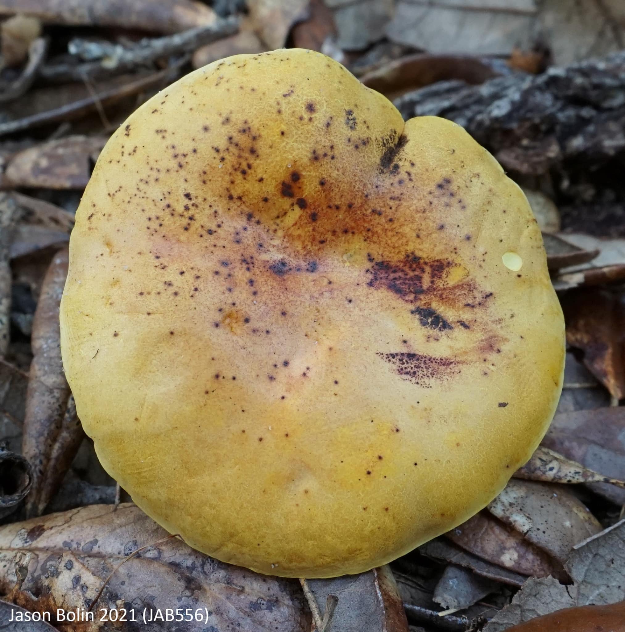 Lanmaoa roseocrispans | The Bolete Filter