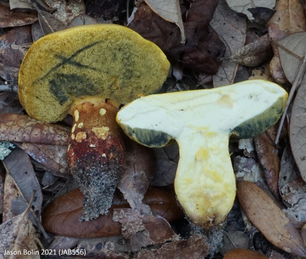 Lanmaoa roseocrispans | The Bolete Filter