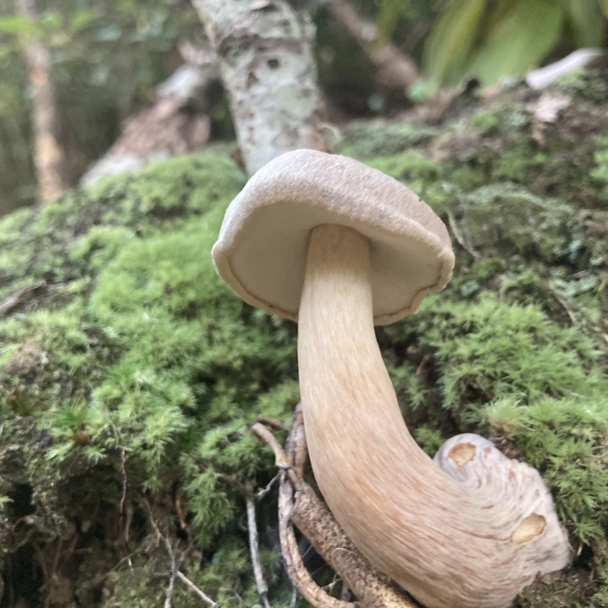 Pulveroboletus atkinsonianus | The Bolete Filter