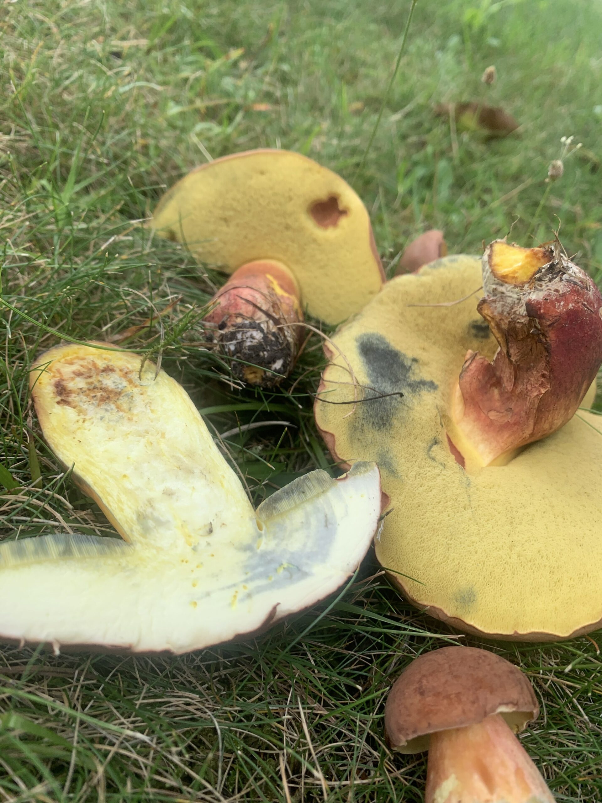 Lanmaoa fallax (nom. prov.) | The Bolete Filter