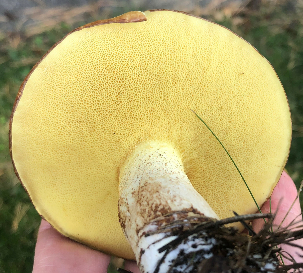 Suillus granulatus (Europe in America) | The Bolete Filter