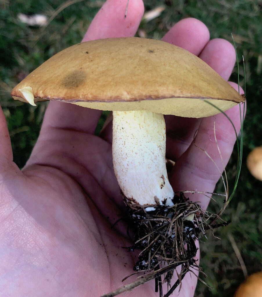 Suillus granulatus (Europe in America) | The Bolete Filter